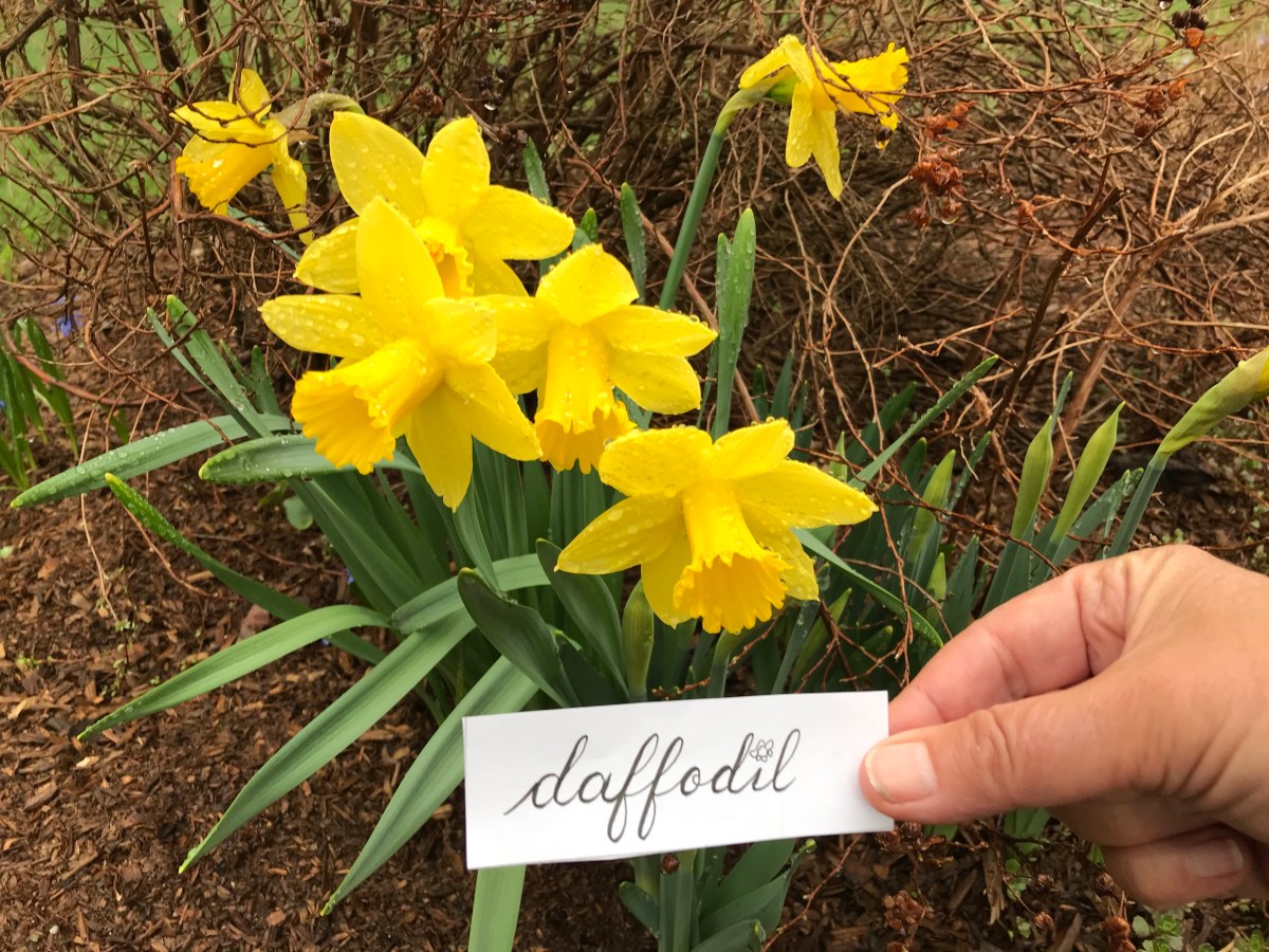 “D” is for daffodil – Pebbles and Clay